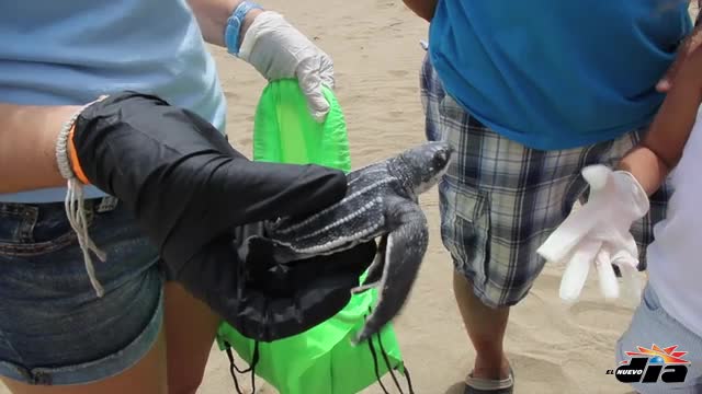 El tinglar y su batalla de supervivencia - El Nuevo Día