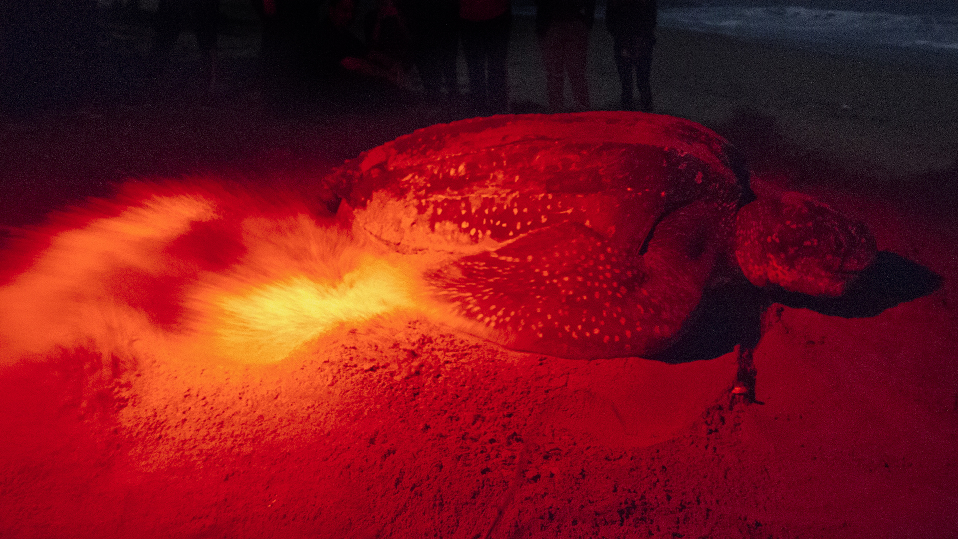 Organizaciones piden al gobierno federal designar como hábitat crítico ...