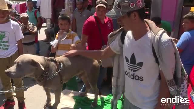 "Bolillo" el perro que viaja con la caravana de migrantes hondureños ...