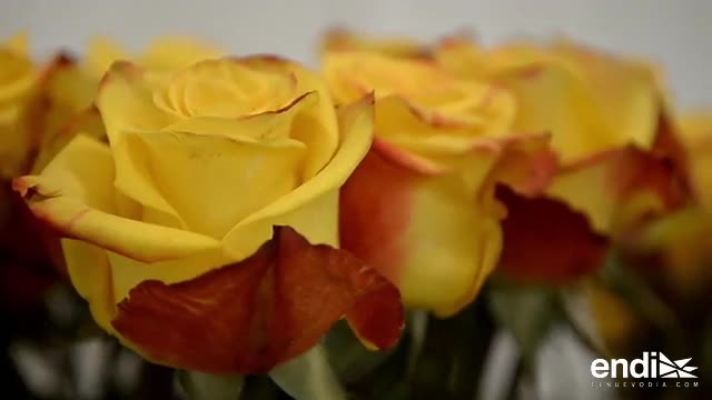 ¡Este país produce las mejores rosas del mundo! - El Nuevo Día