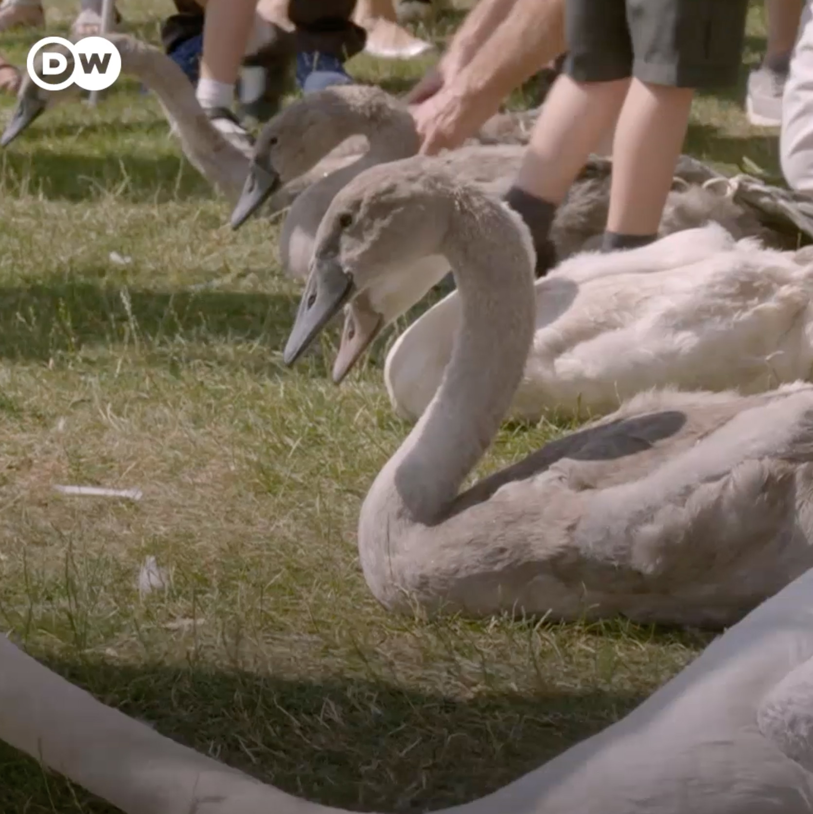 Los cisnes de la reina Elizabeth II y una tradición que se repite cada ...