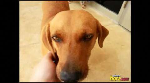 Bryan Shames y su perro Tito - Videos - Primera Hora