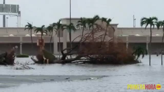 Inundado Plaza Palma Real en Humacao - Videos - Primera Hora