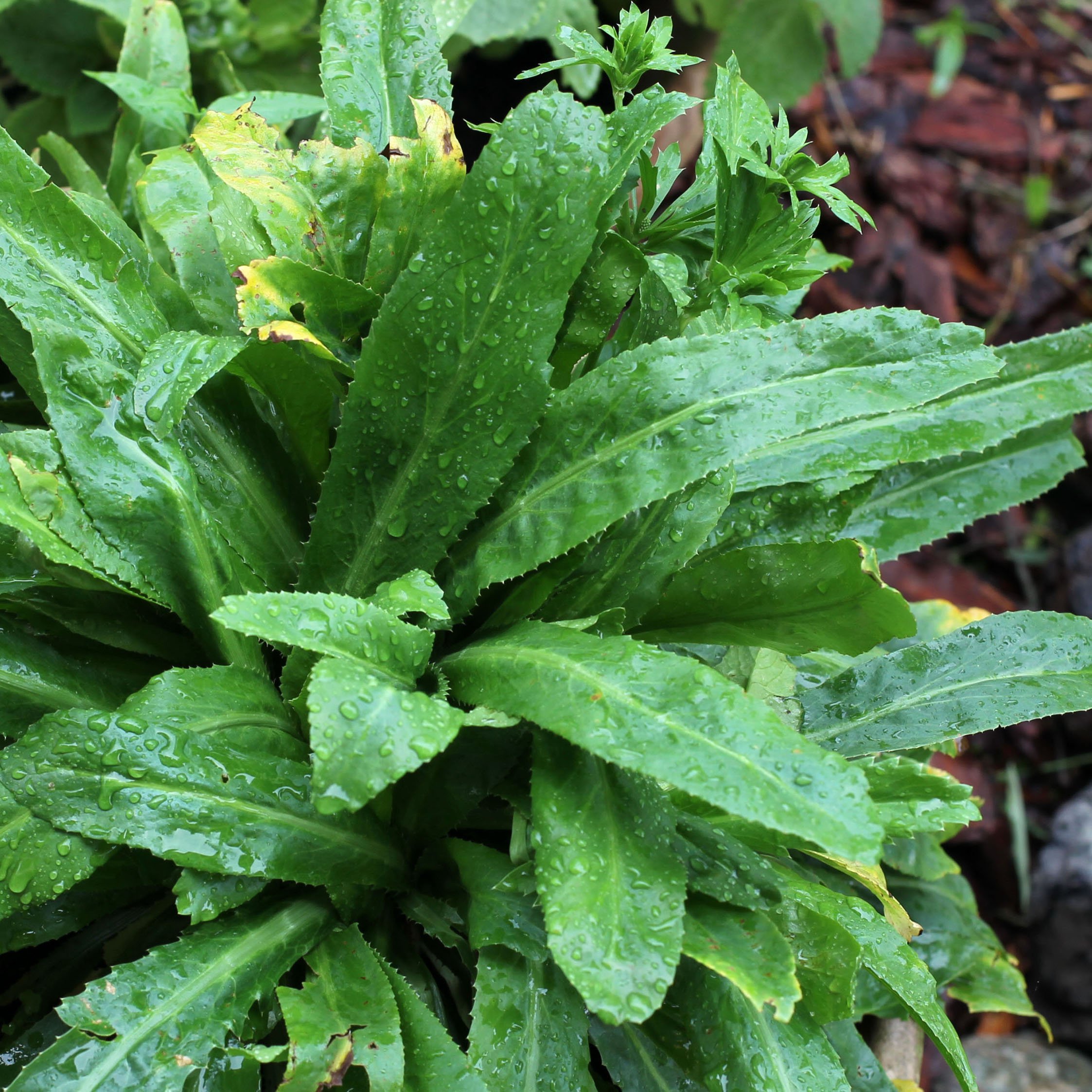 Esta familia se pone creativa para tener recao fuera de Puerto Rico ...