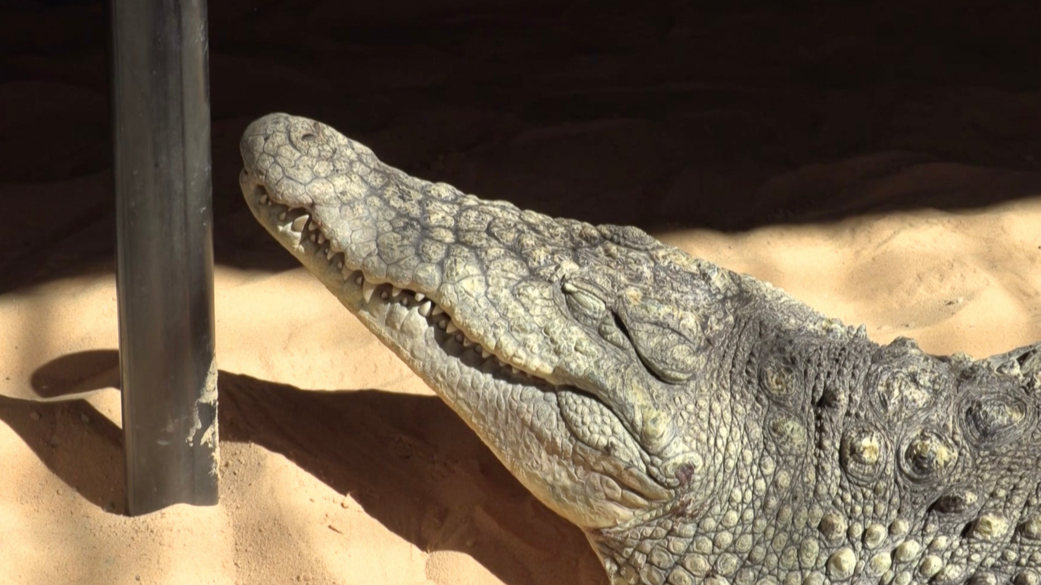 Este cocodrilo es la mascota de una aldea - Videos - Primera Hora