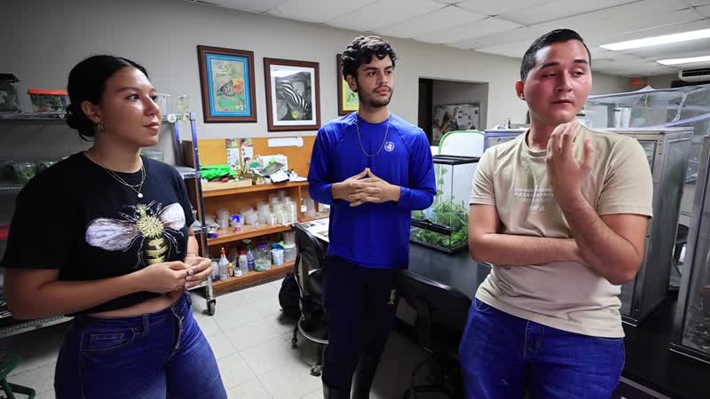 Trabajo en equipo: conoce el mariposario de la UPR Utuado - Videos ...